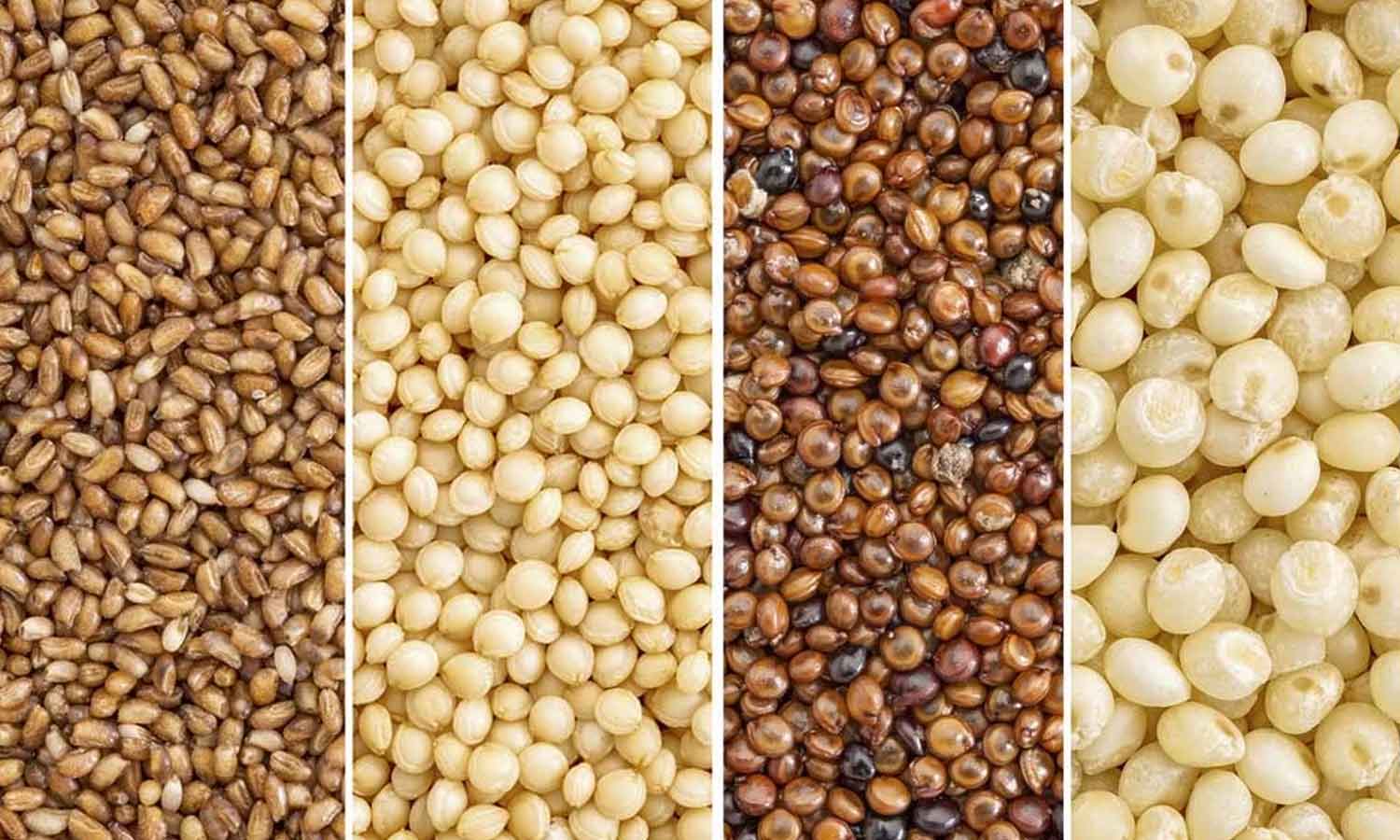 சிறுதானிய வகைகளும்... அதன் நன்மைகளும்... | Varieties of small grains ...