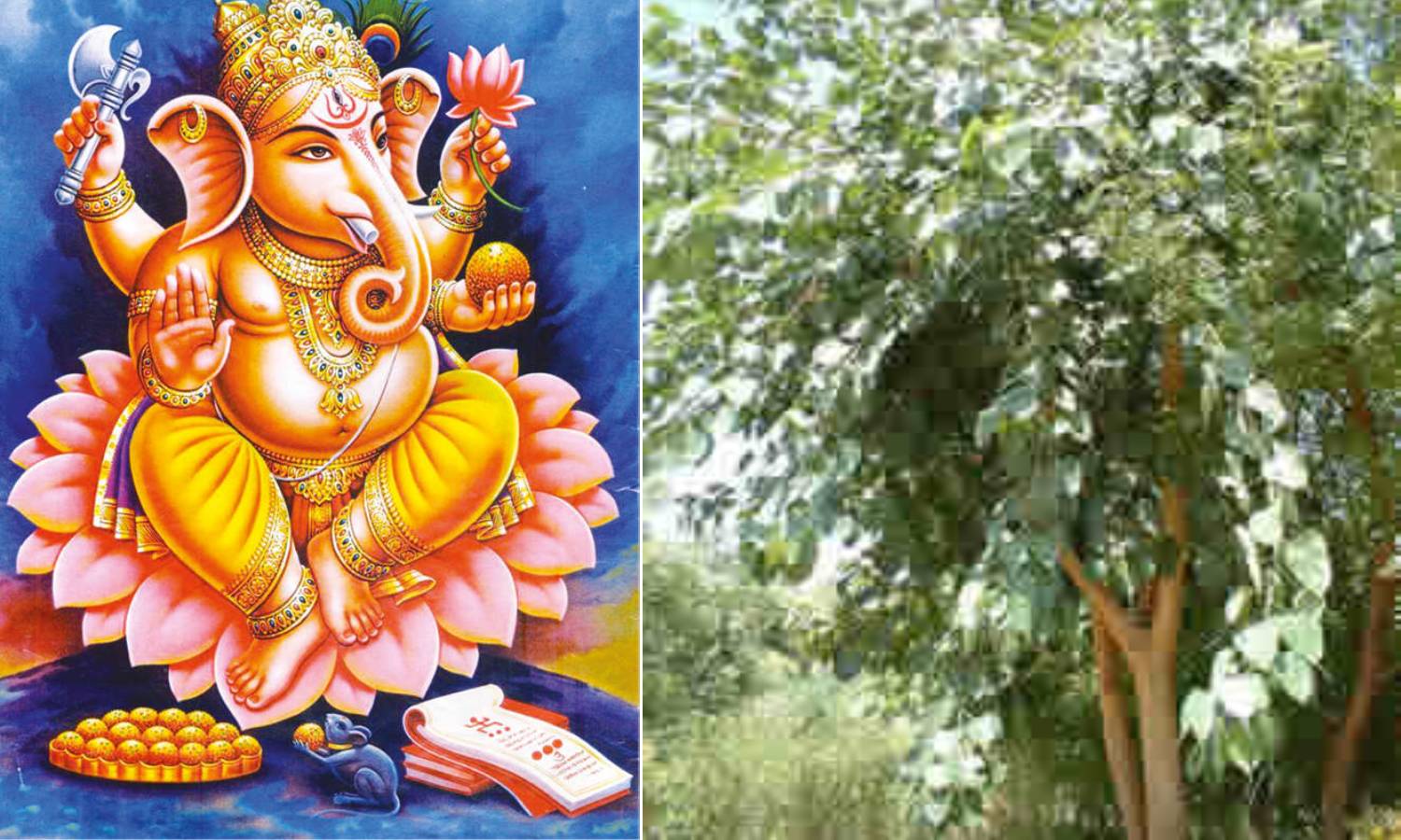 அரசமர வழிபாடு-pipal tree worship