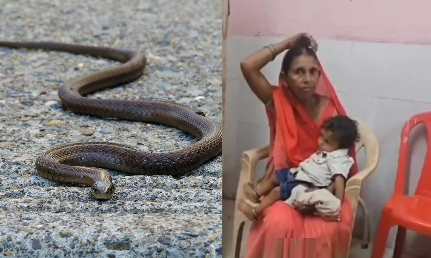 பொம்மைக்கு பதில் பாம்பை கடித்த 1 வயது குழந்தை-A 1-year-old child bitten ...