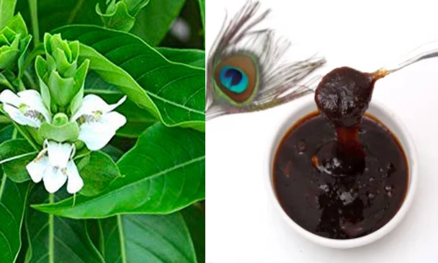 ஆடாதொடா இலை/Adathoda Leaf