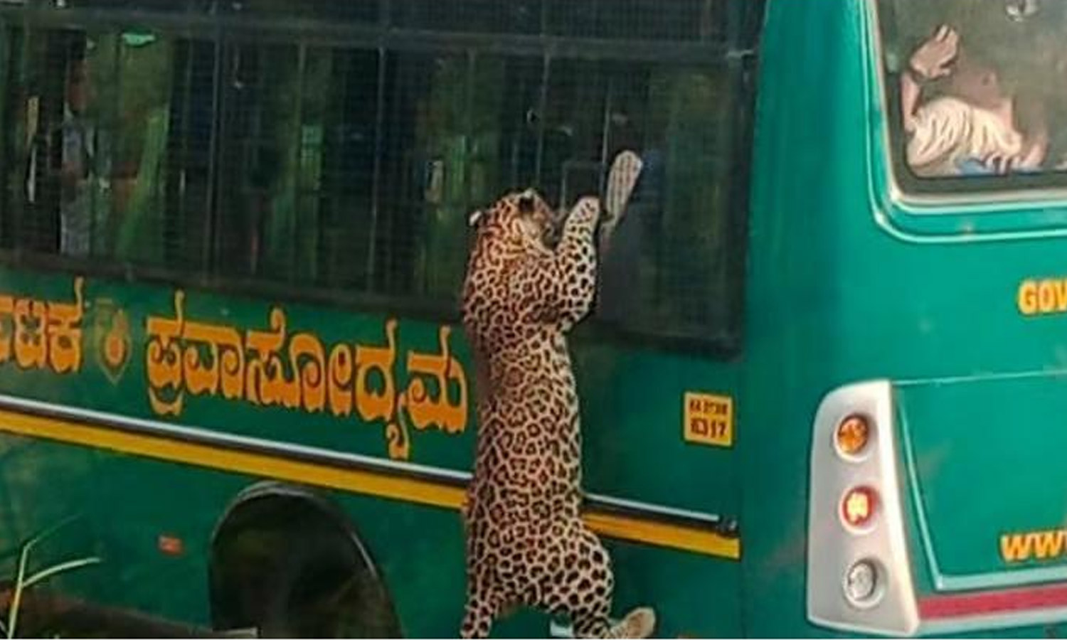 leopard leaps into the bus window in the national park / தேசிய ...