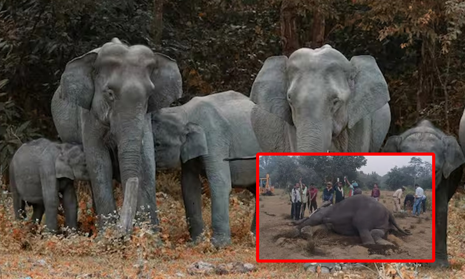 10 elephants died in 3 days in Madhya Pradesh / மத்தியப்பிரதேசத்தில் 3 ...