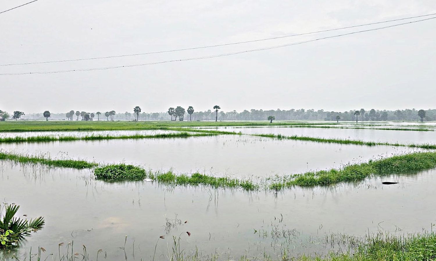 heavy rain in Ramanathapuram paddy crop submerged in water ...