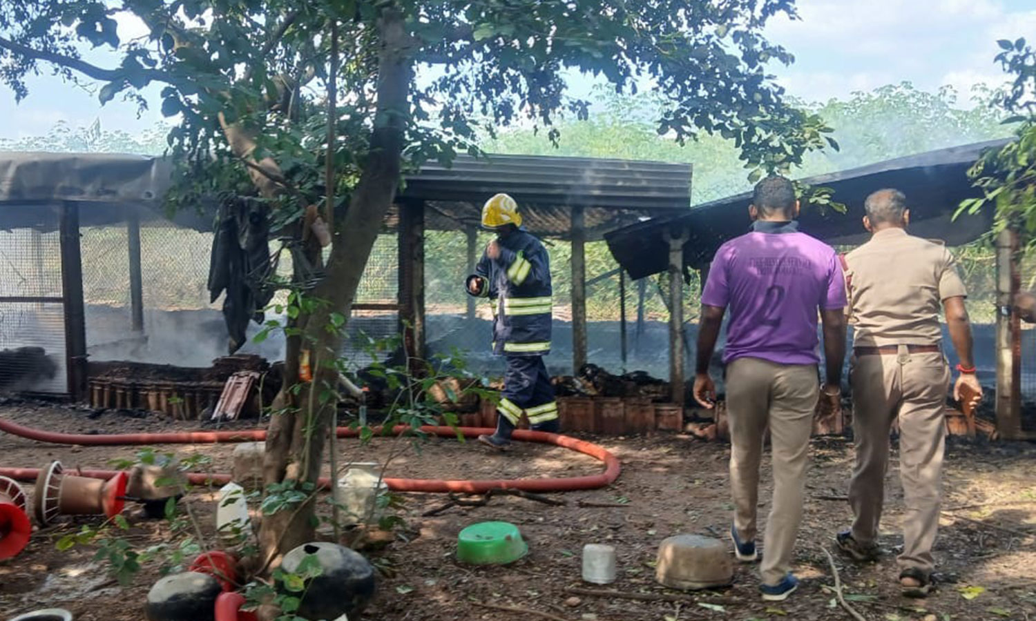 2 ஆயிரம் நாட்டு கோழிகள் கருகி உயிரிழப்பு, Poultry farm fire near ...