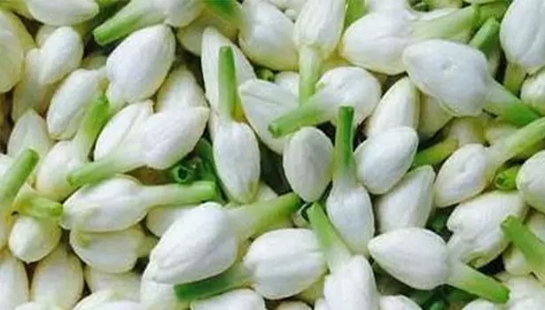 சேலத்தில் குண்டு மல்லிகை கிலோ ரூ.2 ஆயிரத்துக்கு விற்பனை, kundu malli ...