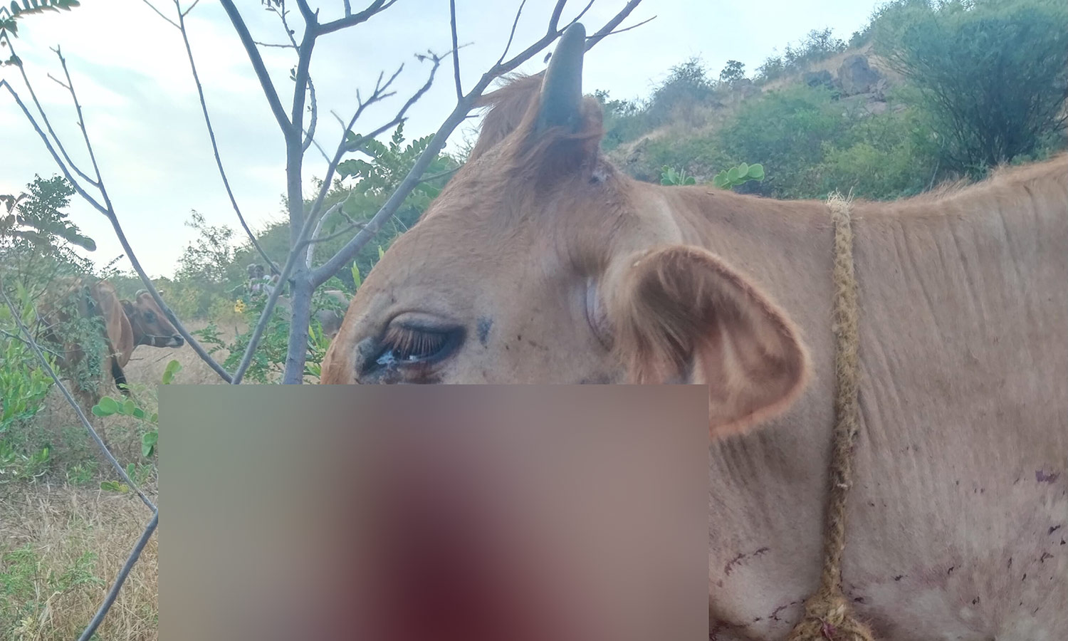 மர்ம நபர்கள் வைத்த நாட்டு வெடிகுண்டு வெடித்து பசு மாடு படுகாயம், mouth ...