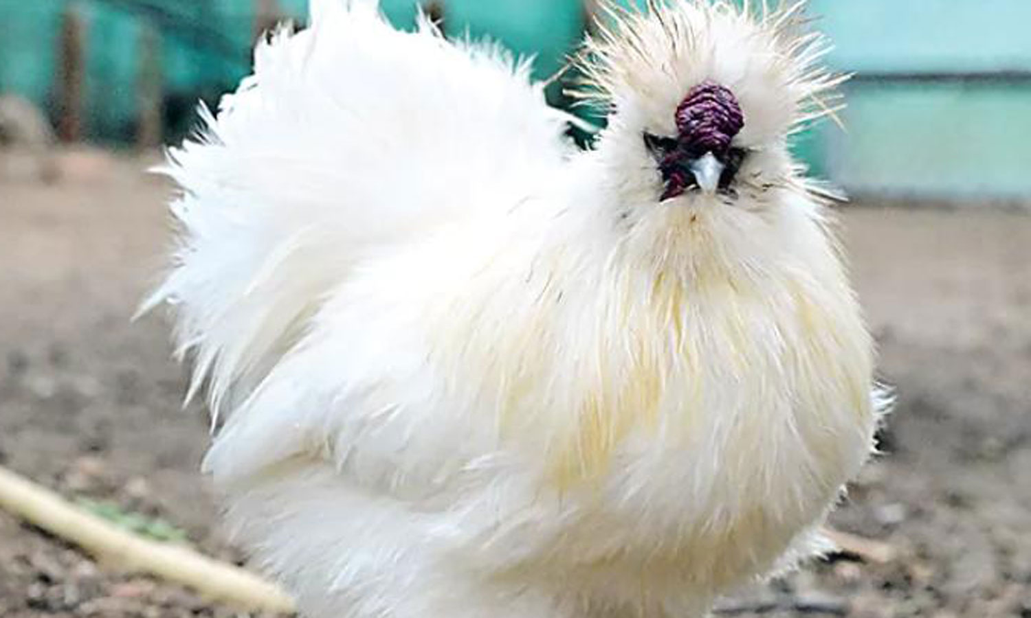 ஆந்திராவில் பொம்மை போல காட்சியளிக்கும் சீன கோழி- Chinese chicken looks ...