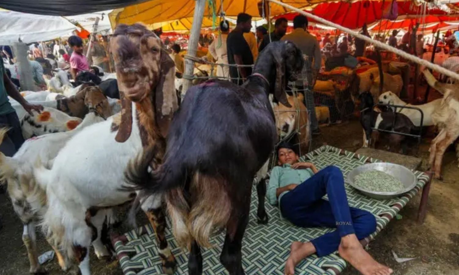 பக்ரீத்: பொது இடங்களில் விலங்குகளை வெட்ட டெல்லி அரசு தடை - Bakrid ...