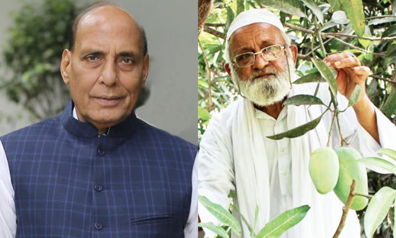 புதிய வகை மாம்பழத்துக்கு ராஜ்நாத் சிங் பெயர், New mango variety Rajnath Aam named after defence ...