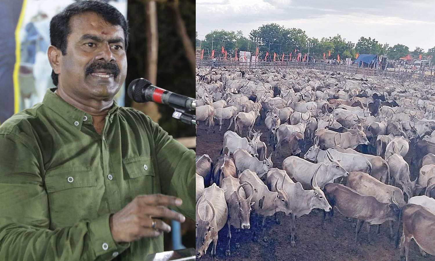 வரும் ஆகஸ்ட் 3ம் தேதி மாடு மேய்க்கும் போராட்டம்- சீமான் அறிவிப்பு- Cow ...