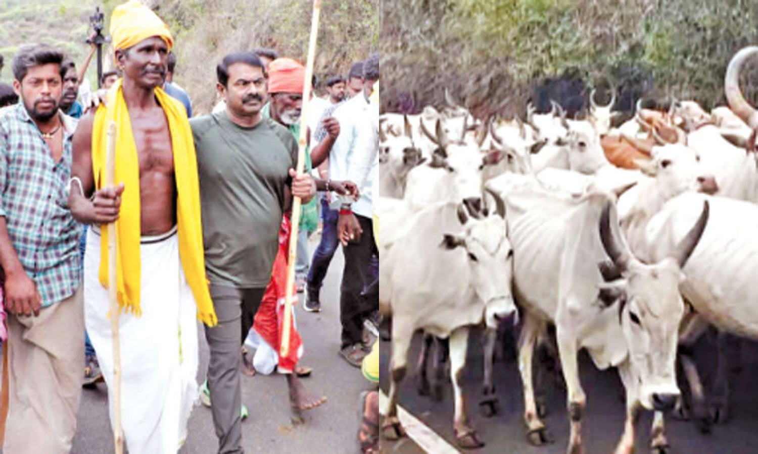 தடையை மீறி மாடு மேய்க்கும் போராட்டம்- சீமான் மீது வழக்குப்பதிவு, Case ...